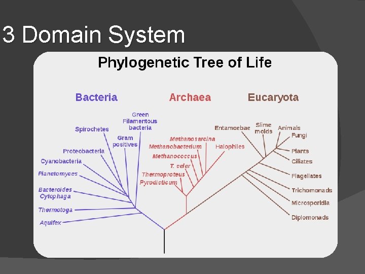 Classification CHAPTER 18 Why Classify Whats in a
