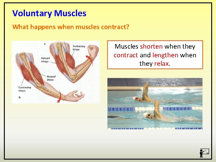 Muscular System Learning objectives All can state why