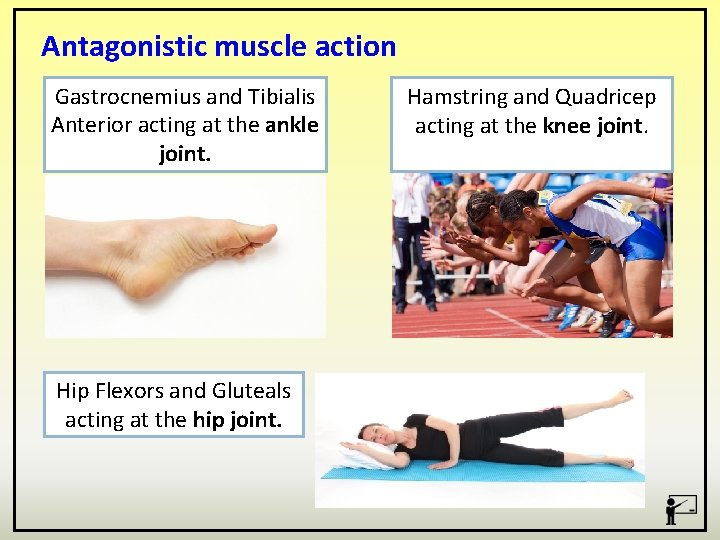 Muscular System Learning objectives All can state why