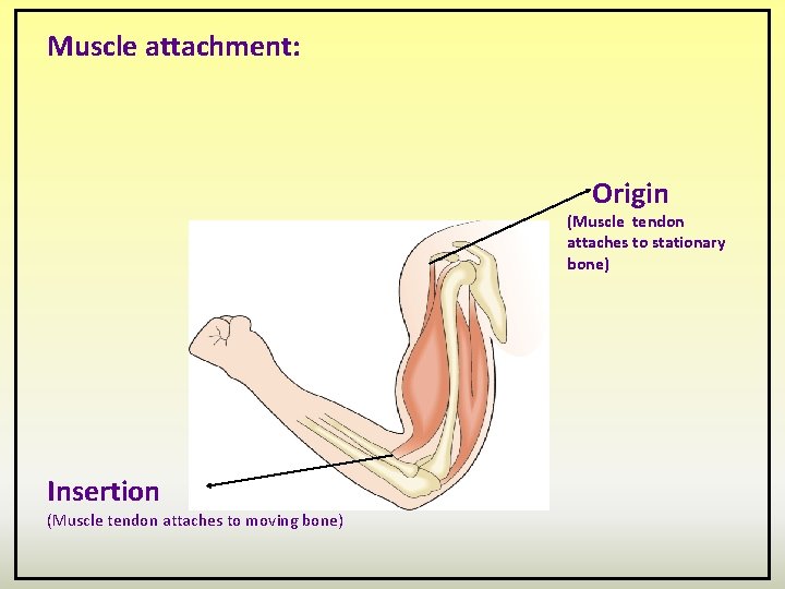 Muscular System Learning objectives All can state why