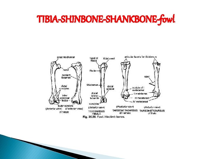 VETERINAY ANATOMY UNIT 6 TOPICDetails Description of TIBIA