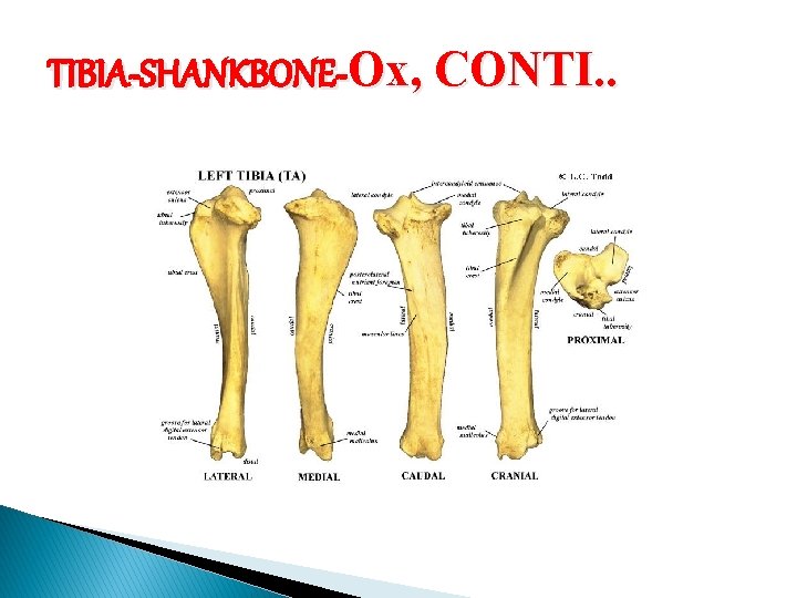 VETERINAY ANATOMY UNIT 6 TOPICDetails Description of TIBIA