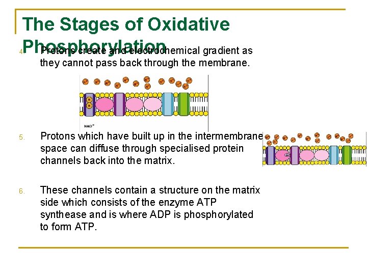 Oxidative Phosphorylation Learning Outcomes n i outline the
