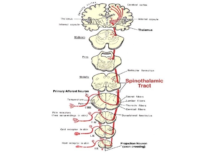 Spinal cord ascending tracts Naming the tracts If