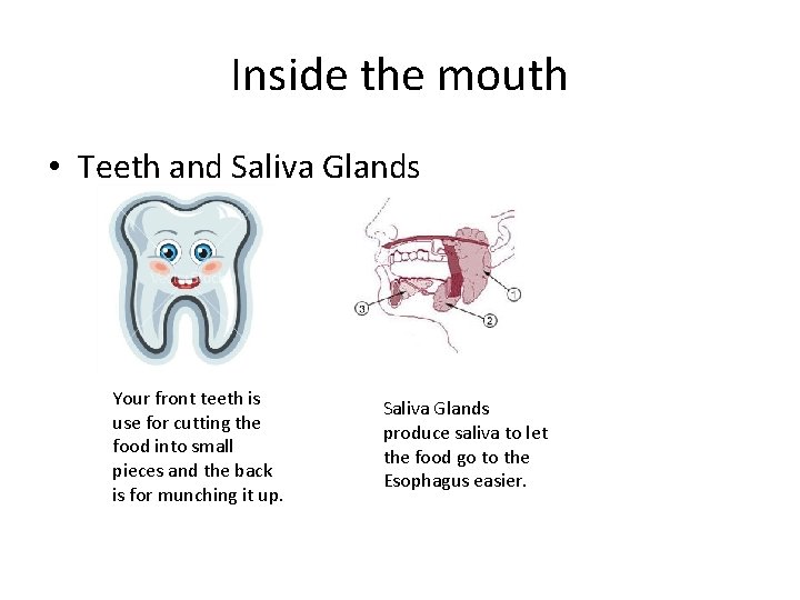 Organs Of The Digestive System By The Digestive