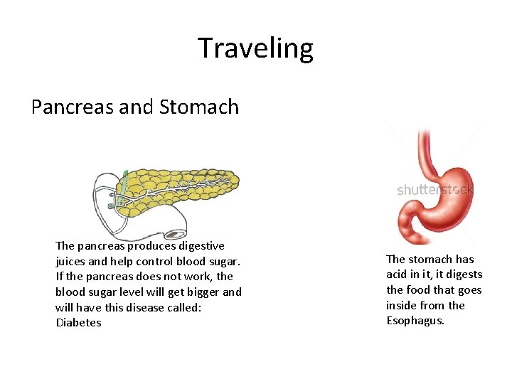 Organs Of The Digestive System By The Digestive