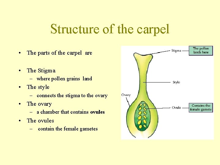 Plant Reproduction Chapter 16 Asexual and Sexual reproduction