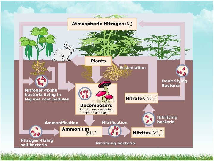 NITROGEN CYCLE Nitro gen Cycle Composes about fourfifths