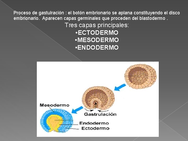 ETAPAS DEL DESARROLLO DEL SISTEMA NERVIOSO Implica procesos