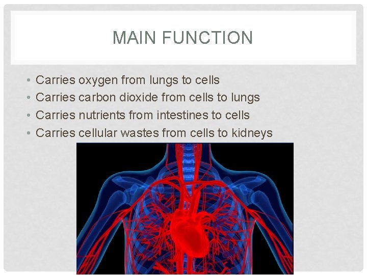 MAIN FUNCTION Carries oxygen from lungs to cells
