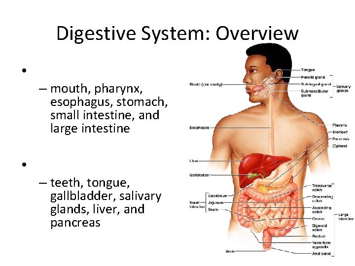 Digestive System Overview mouth pharynx esophagus stomach small