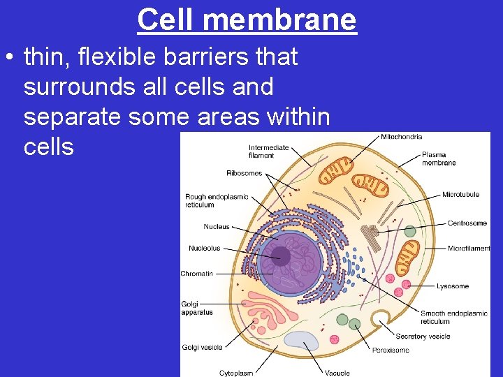 Cell Boundaries Cell membrane thin flexible barriers that