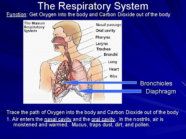 Human Body Part 2 The Circulatory System The