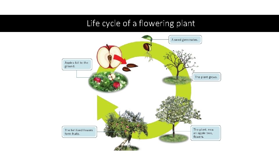 Lifesustaining processes and survival of species Reproductive mechanisms