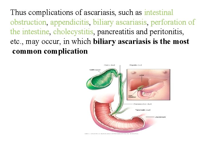 Ascaris lumbricoides Ascaris Lumbricoides Scientific name Ascaris ...
