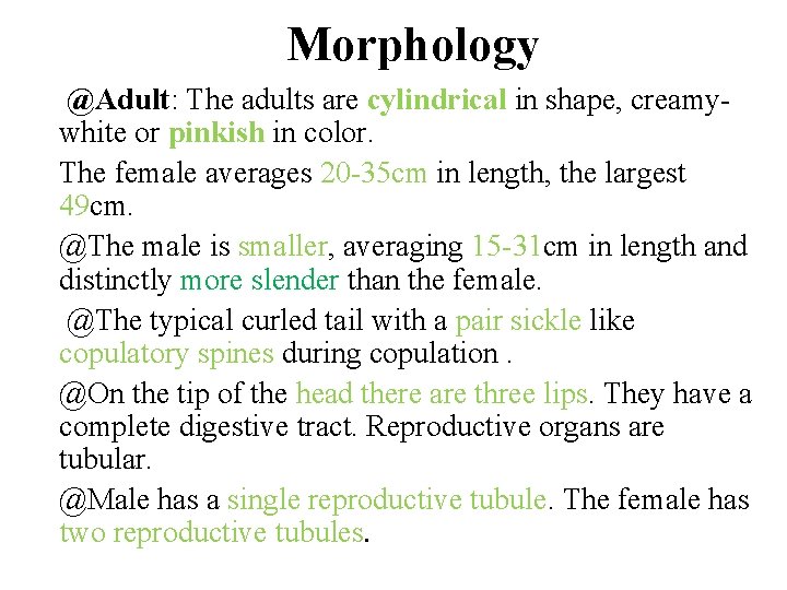 Ascaris lumbricoides Ascaris Lumbricoides Scientific name Ascaris ...