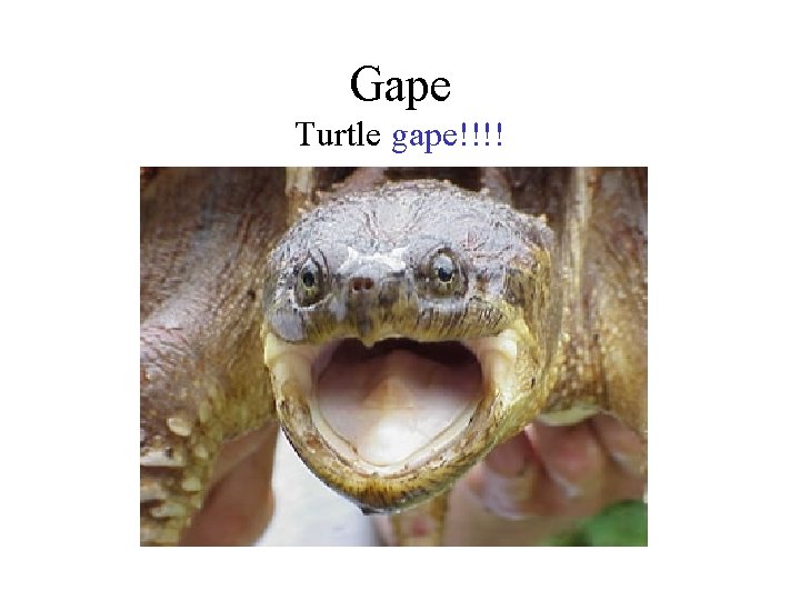 Vocabulary in Pictures Unit 1 Vocabulary Notes We