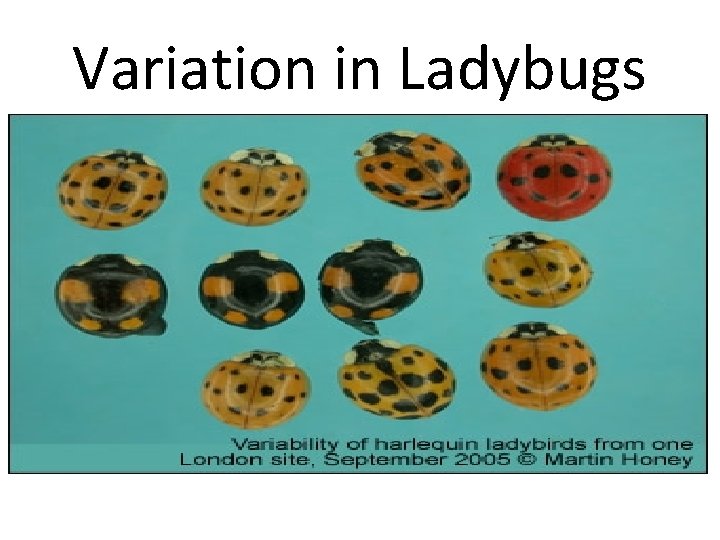 AIM What is Evolution Evolutionary Theory Process of