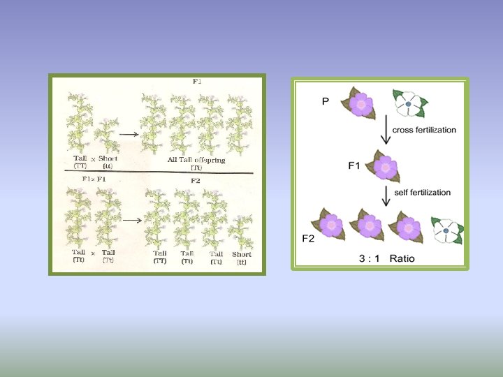INDEX v Introduction v Accumulation of variation during