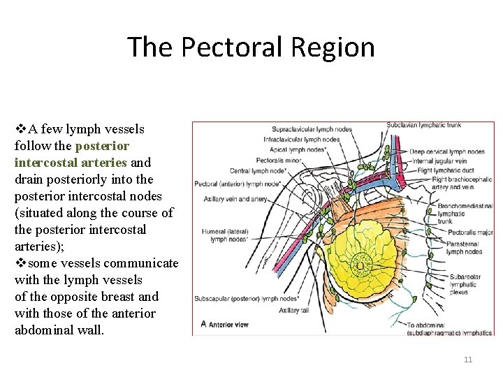 Upper limb Pectoral region Dr Amal Albtoosh Pectoral
