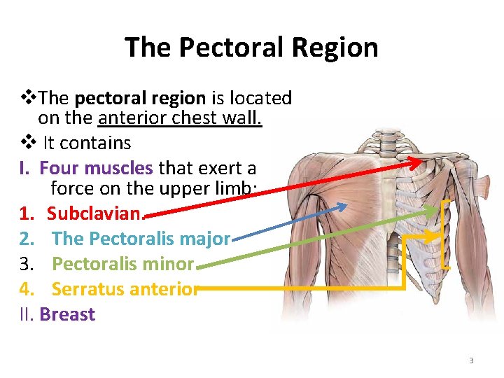 Upper limb Pectoral region Dr Amal Albtoosh Pectoral