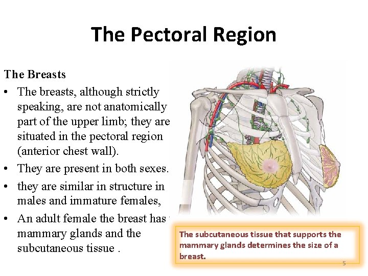 Upper limb Pectoral region Dr Amal Albtoosh Pectoral