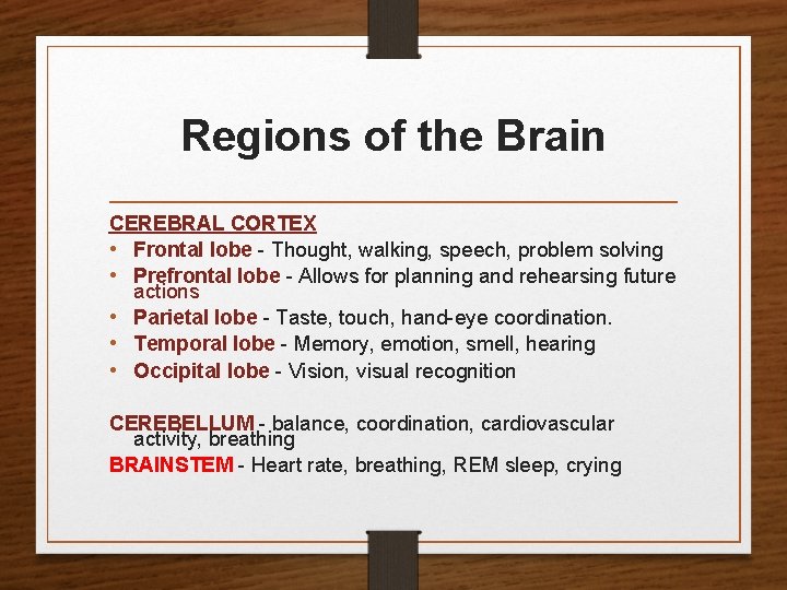 Early Brain Development Synaptic Activity Rapid climb in