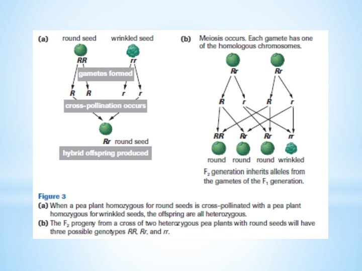 Tracked seventraits through seven generations of garden Peas