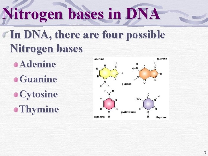 GENETICS DNA Basics 1 DNA The Molecule of