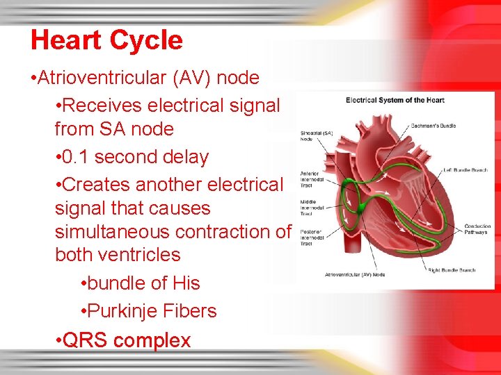 Cardiovascular System Internal Transport Distributes nutrients and oxygen