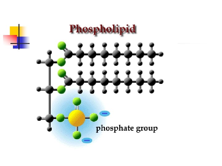 Membrane Chapter 7 Cell membrane Cell Membrane n