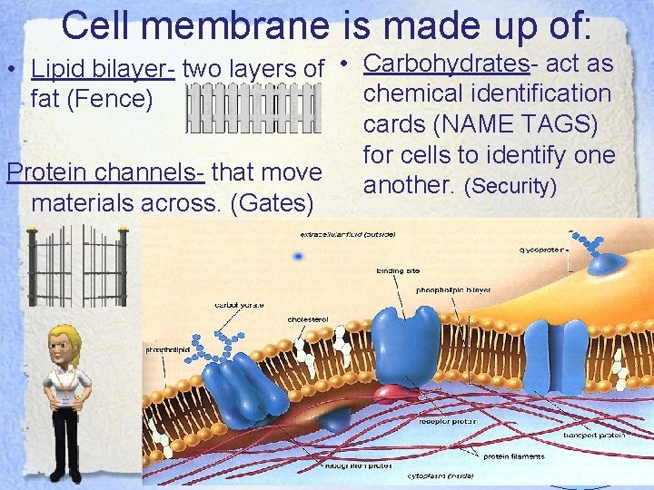 Movement Through the Cell Membrane Cell Membrane The