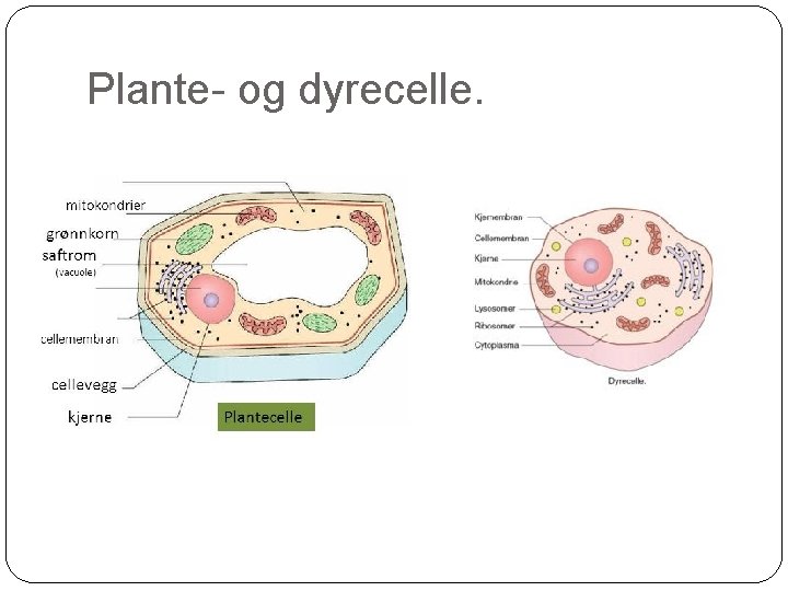 Cellene levende fabrikker Hvordan kan vi se celler