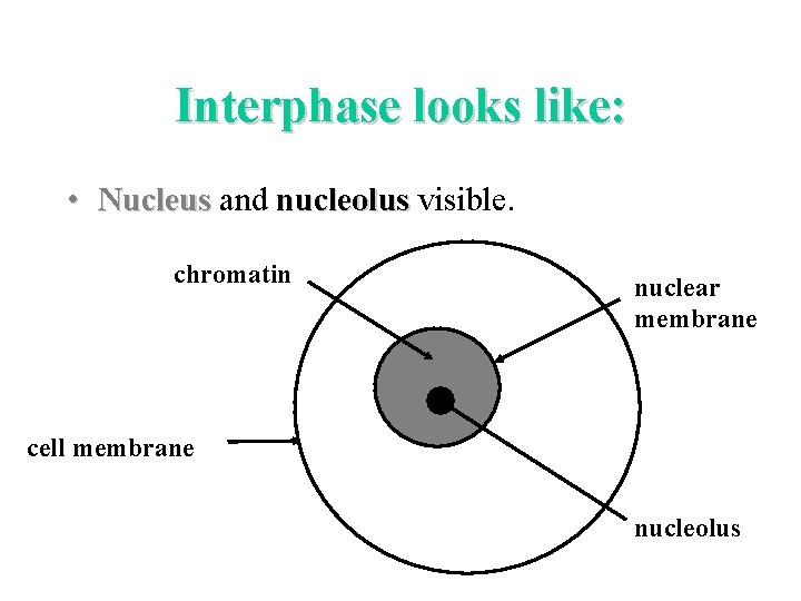 Cellular Reproduction Why Cells ReproduceDivide Growth Cell Repair