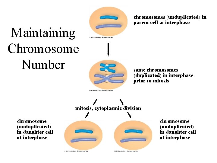 Cellular Reproduction Why Cells ReproduceDivide Growth Cell Repair