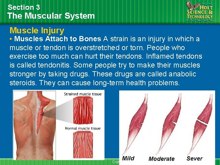 Section 3 The Muscular System Warm Up List