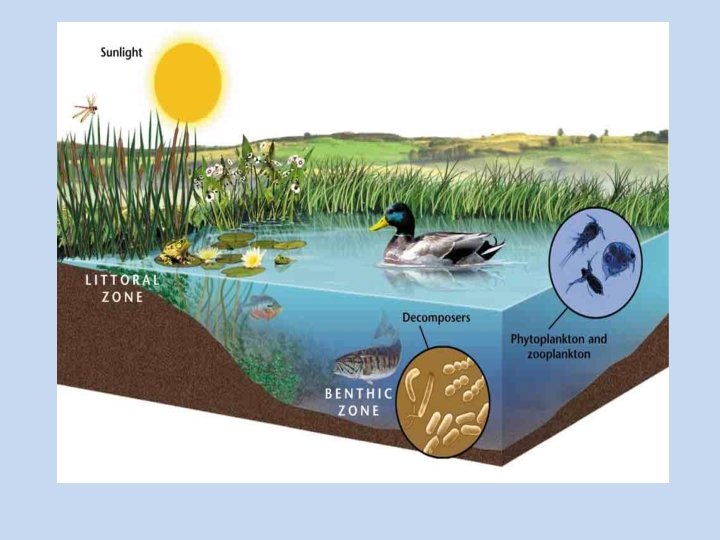 Freshwater AQUATIC ECOSYSTEMS SALINITY The types of organisms