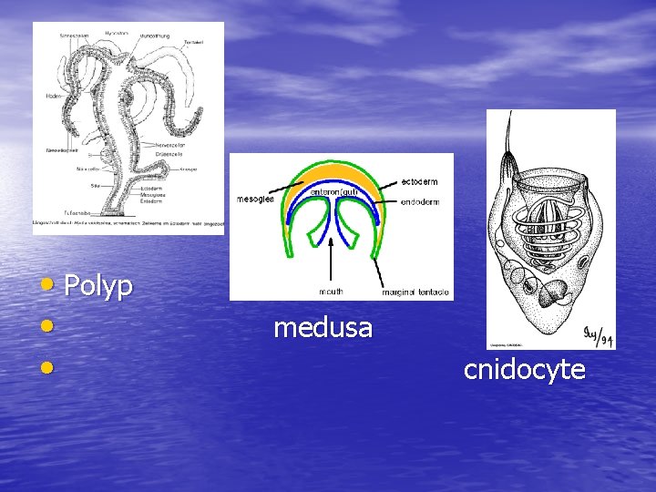 Kingdom Animalia Review the Kingdoms Archaebacteria Eubacteria Protista