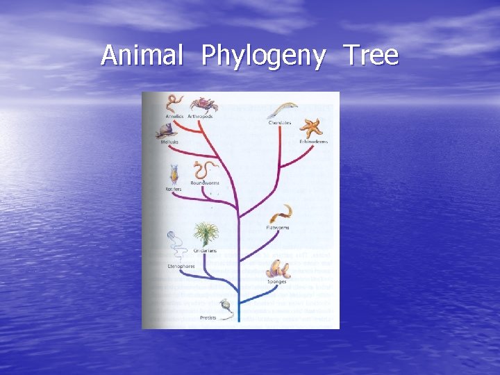 Kingdom Animalia Review the Kingdoms Archaebacteria Eubacteria Protista
