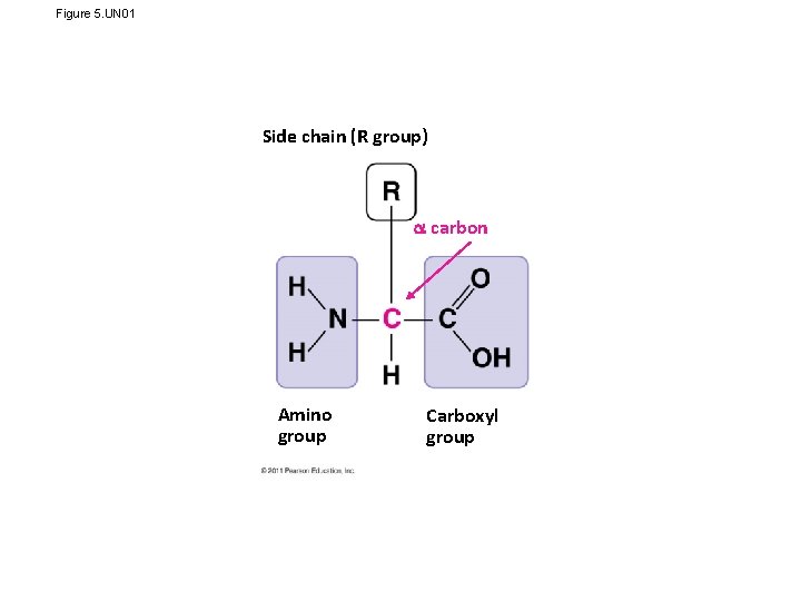 Macromolecules Chapter 5 PROTEINS Proteins include a diversity
