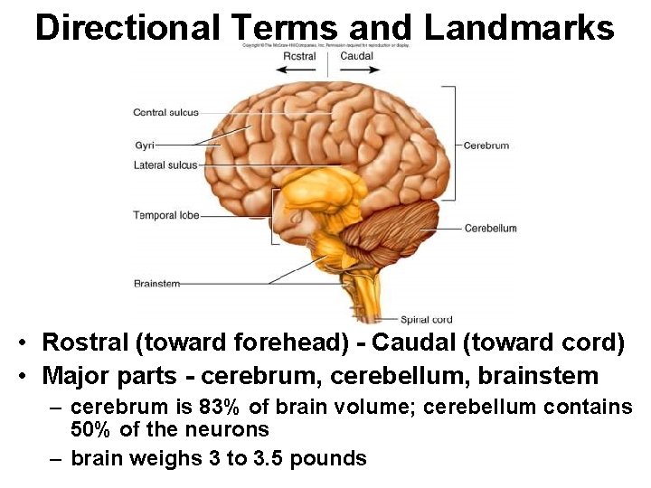 Chapter 14 The Brain and Cranial Nerves 14