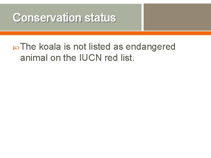 koalas By Brandon Miller classification Kingdom Animalia Phylum