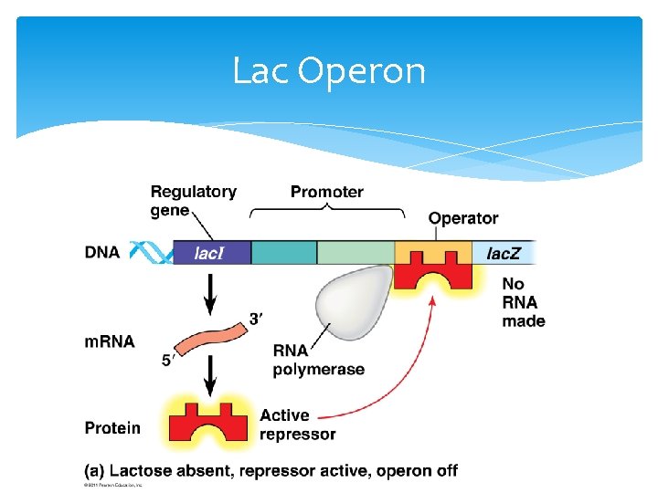 AP Biology 1 2 3 Well go over