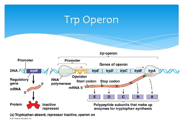 AP Biology 1 2 3 Well go over