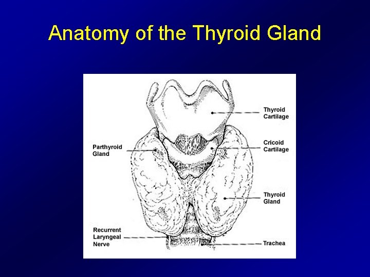 Thyroid Function and Disease Anatomy of the Thyroid