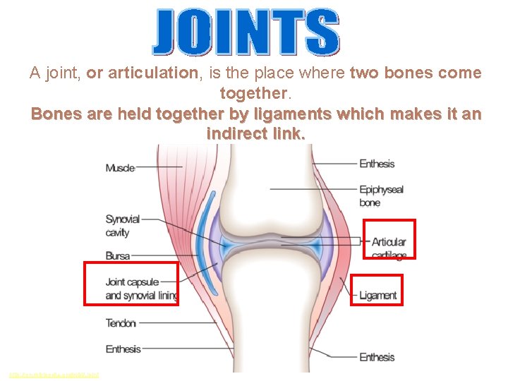 How are bones held together Is it a