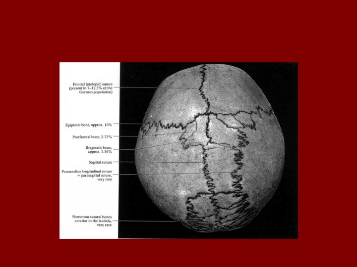 How are bones held together Is it a