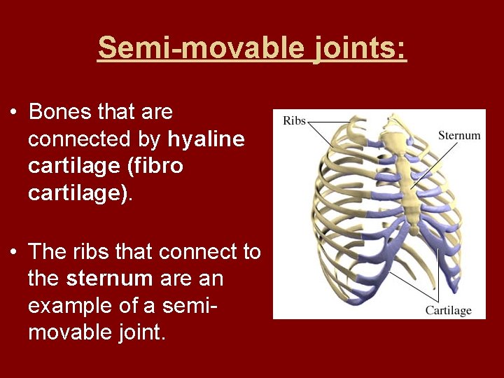 How are bones held together Is it a