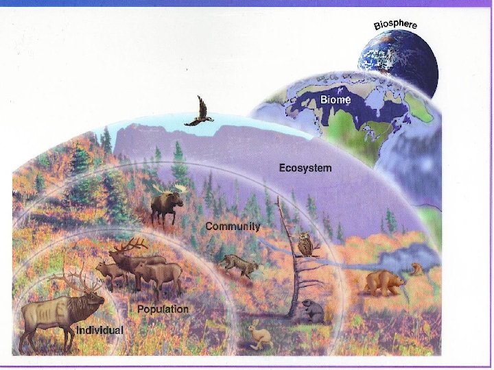 Biology Notes Ecology Part 2 Pages 402 411