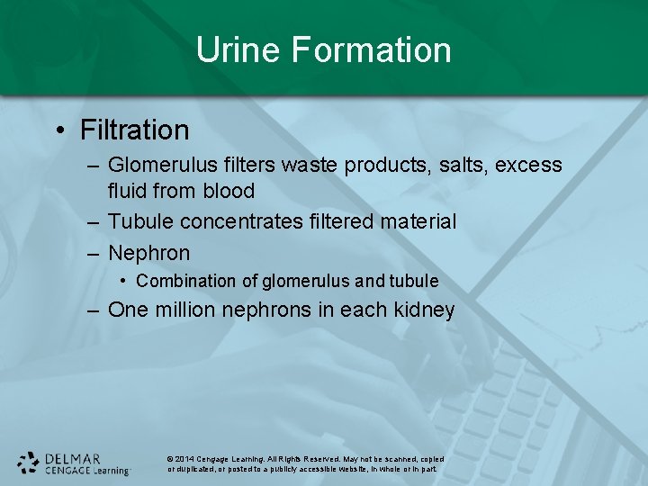 Chapter 42 Urinalysis 2014 CengageLearning 2014 Cengage All